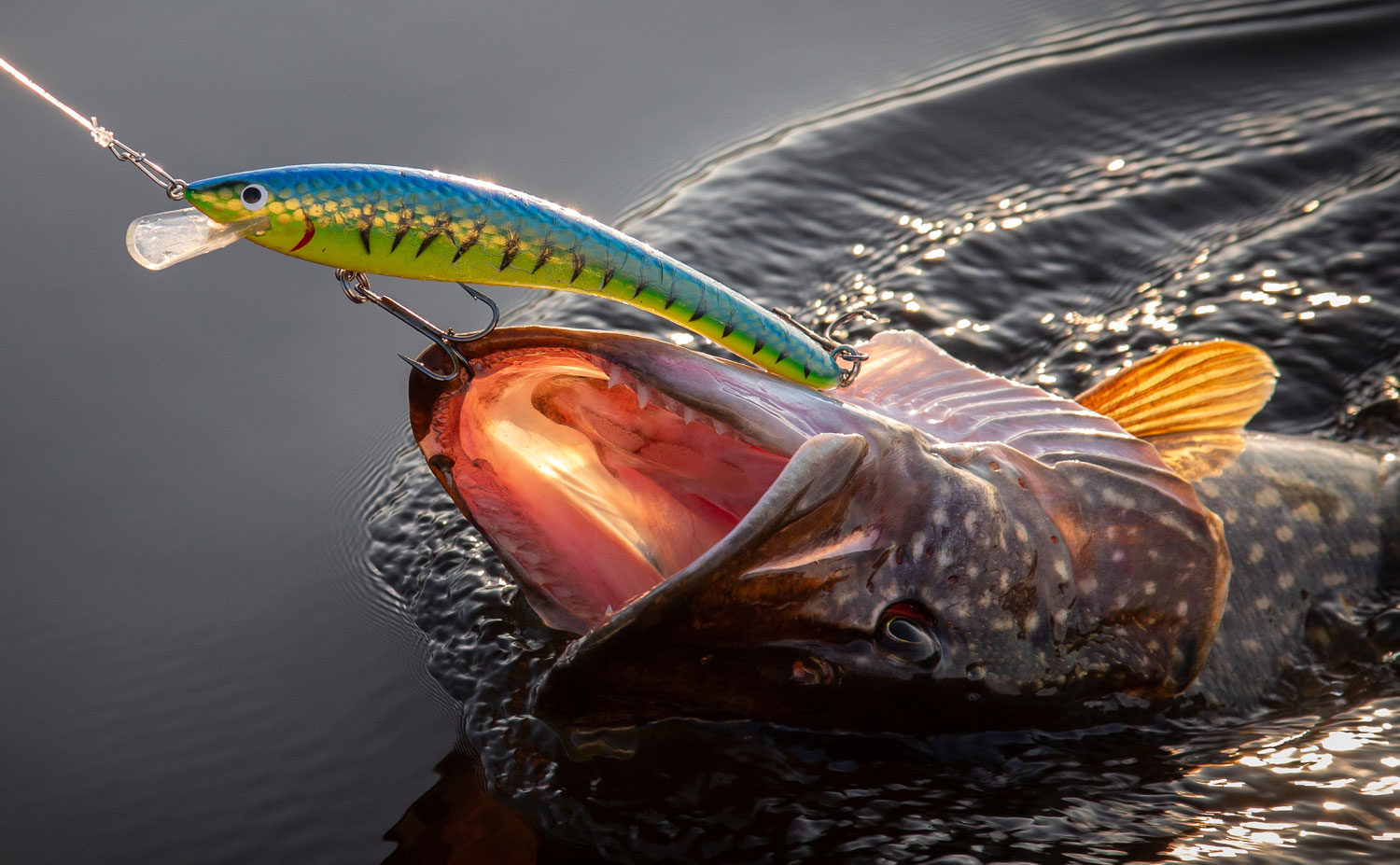 TURUS UKKO – Established 1975